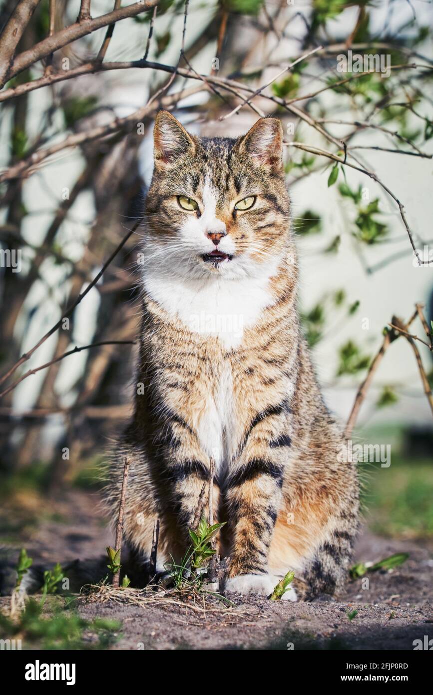 A beautiful stray cat sits in the bush and looks at the camera Stock ...