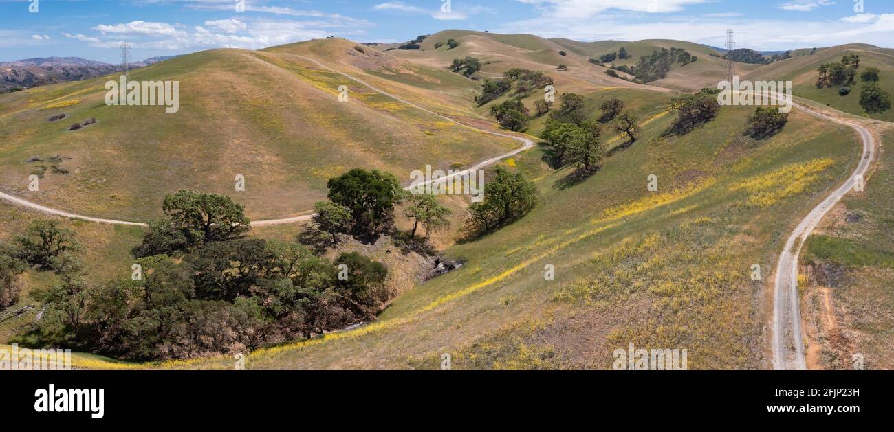 California native oak trees grow in the valleys between rolling hills ...