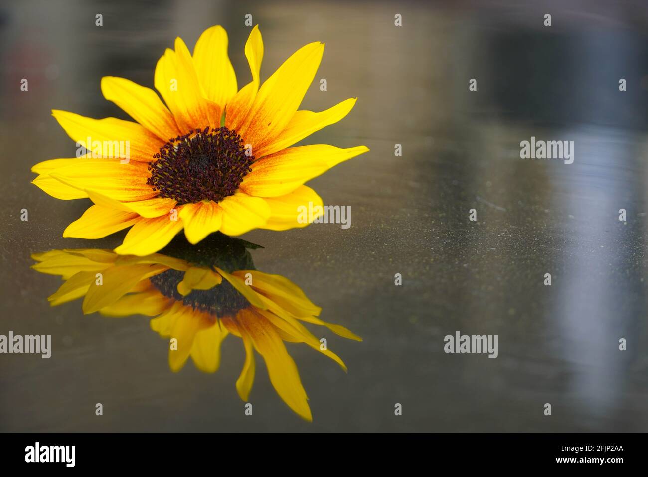 Sunflower with reflection Stock Photo - Alamy