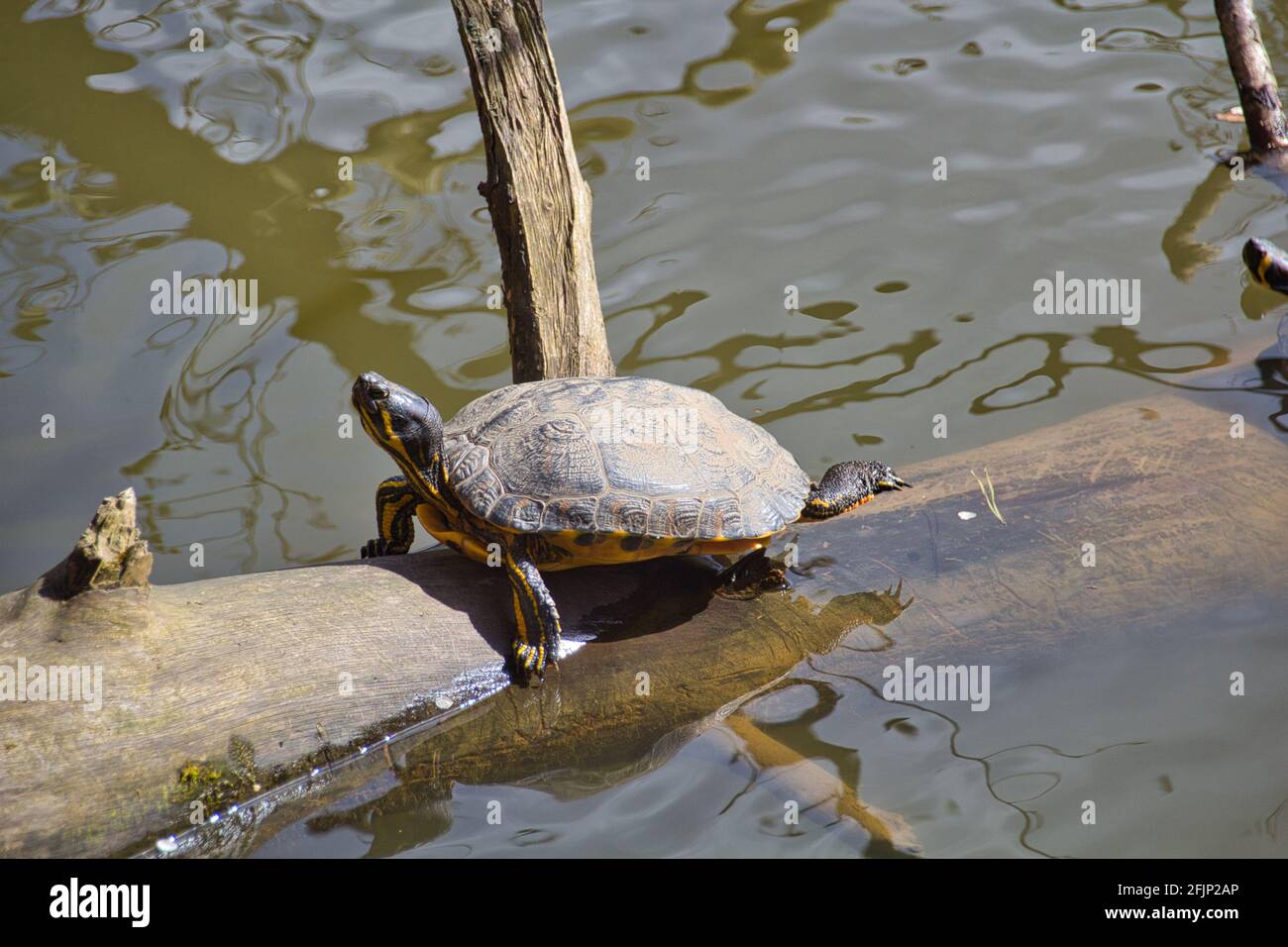 A closeup of an aquatic turtle climbing the wood in the lake Stock ...