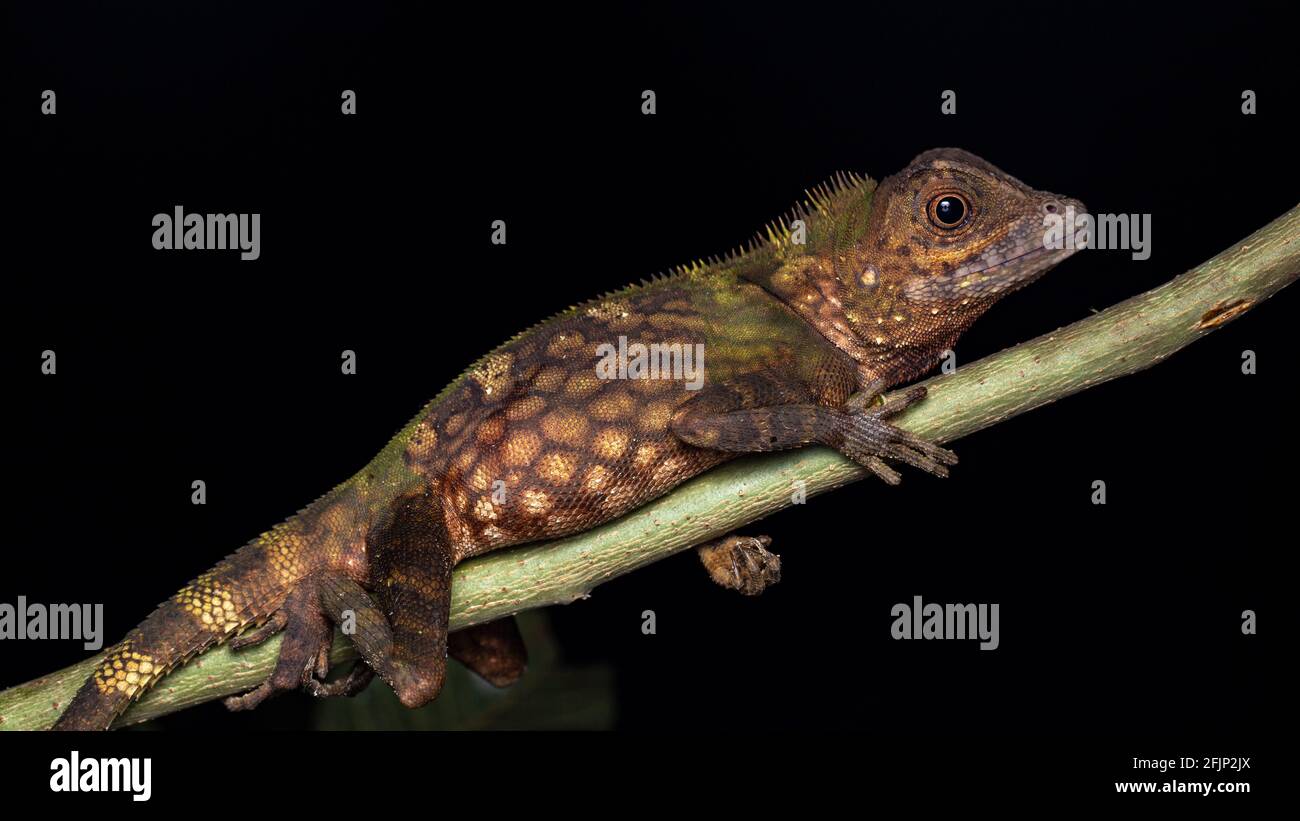 Macro Closeup image of rare species lizard of Sabah, Borneo Stock Photo ...