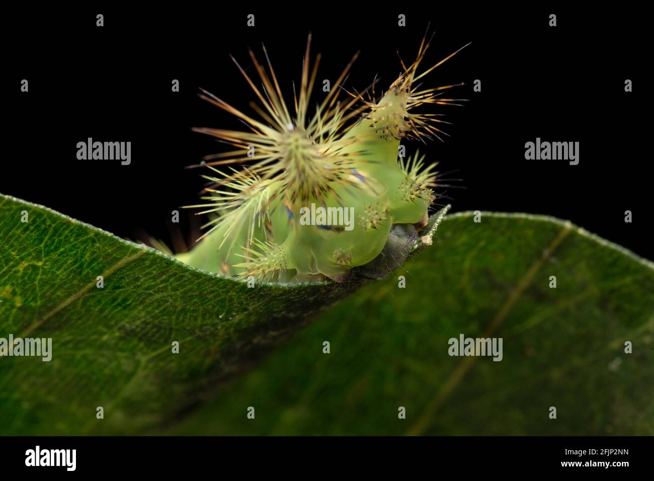 Close up of beautiful green stinging nettle slug caterpillar on green ...