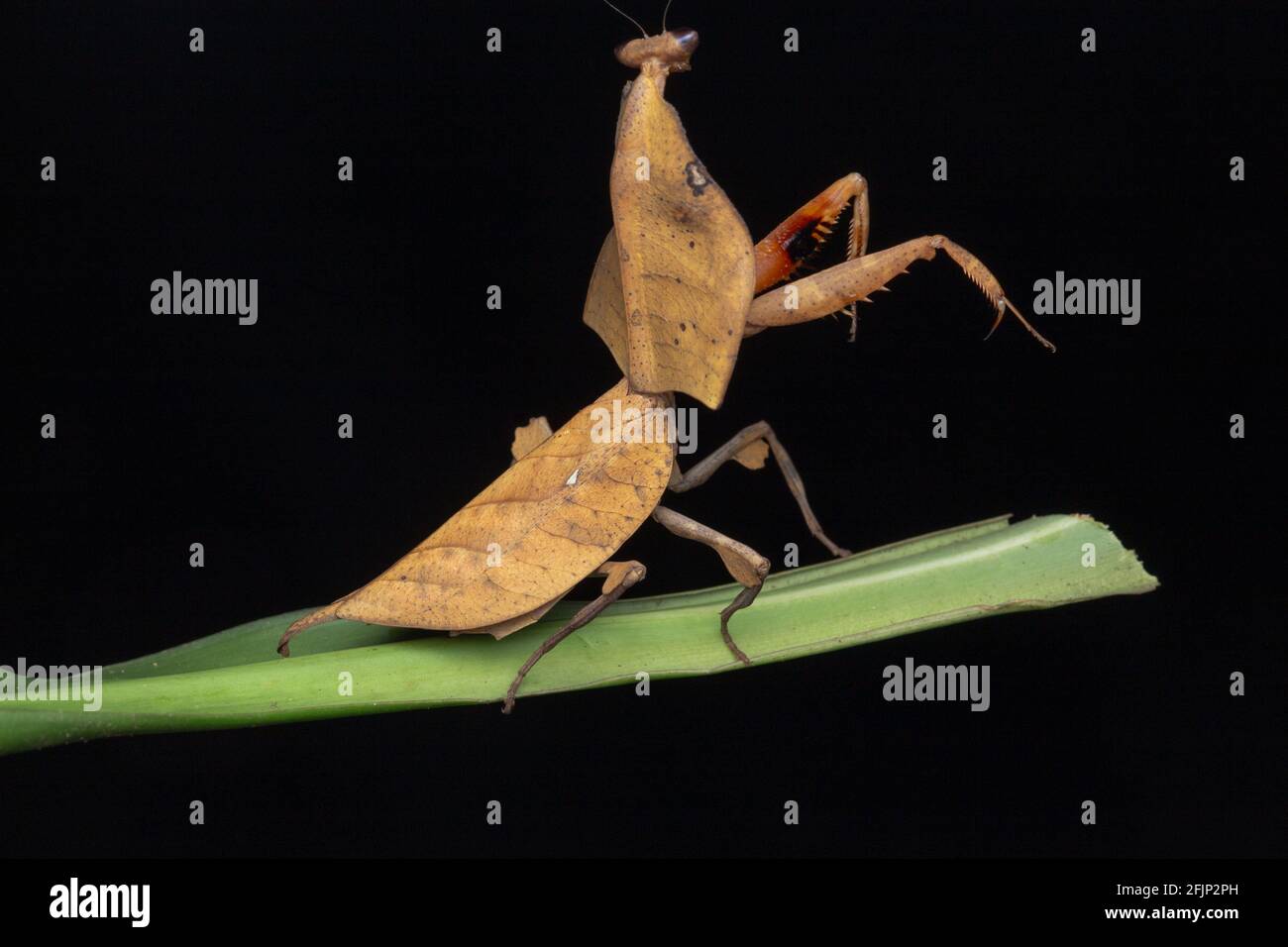 Beautiful close-up of wildlife Dead leaf mantis on green leaves ...