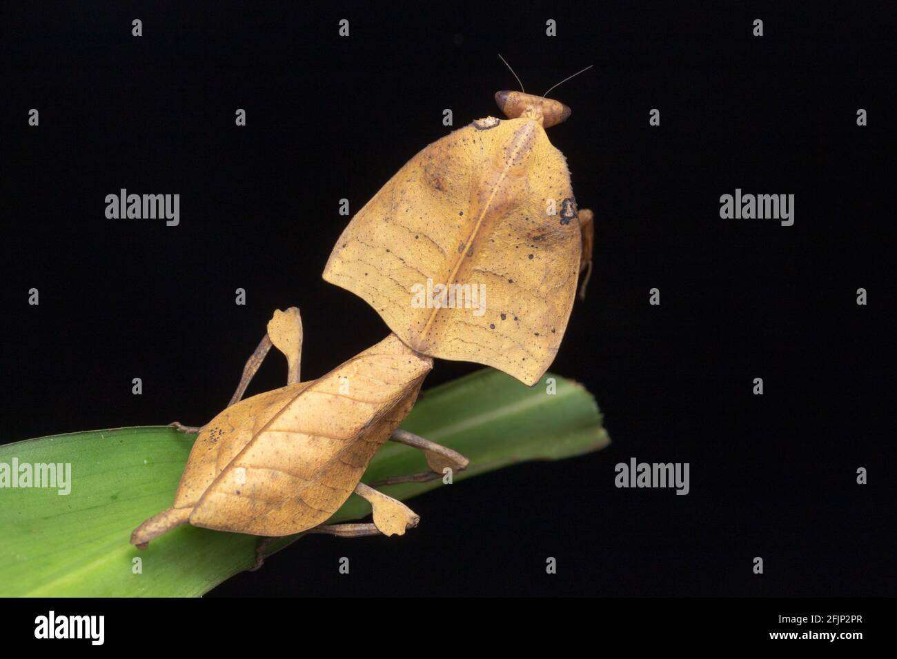Beautiful close-up of wildlife Dead leaf mantis on green leaves ...