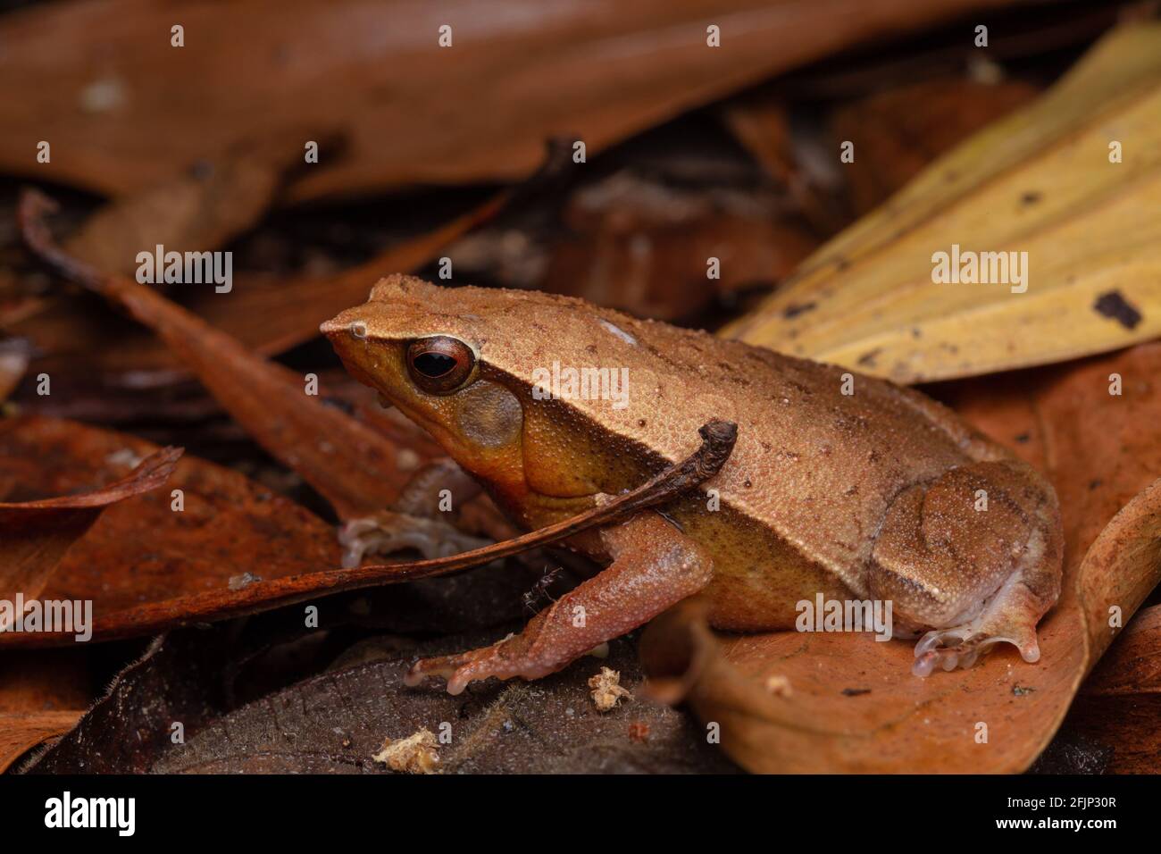 Macro closeup image of Sticky Frog (Kalophrynus meizon) Sabah, Borneo ...