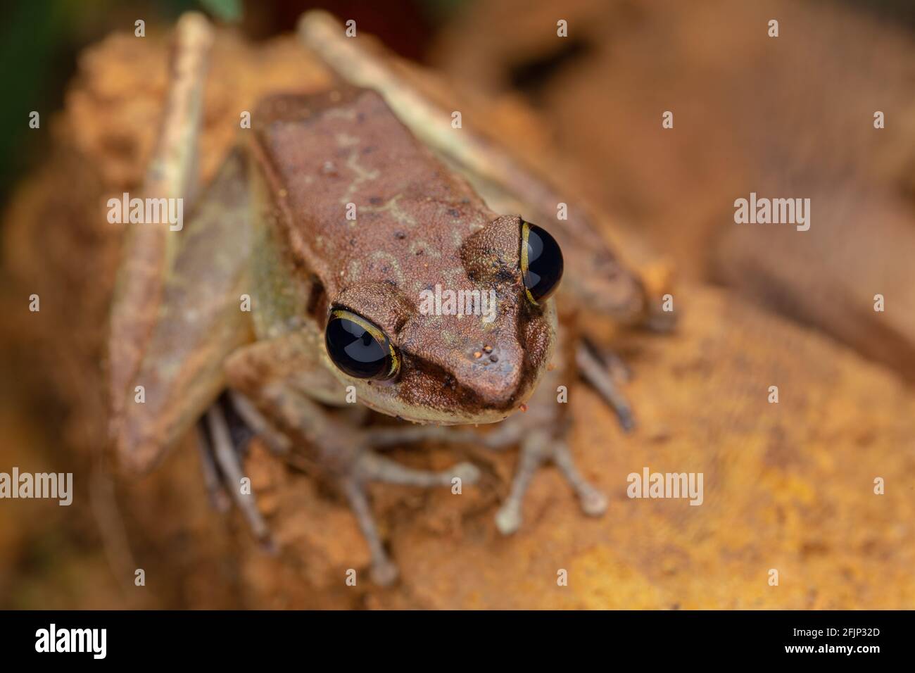 Torrent Frog High Resolution Stock Photography and Images - Alamy