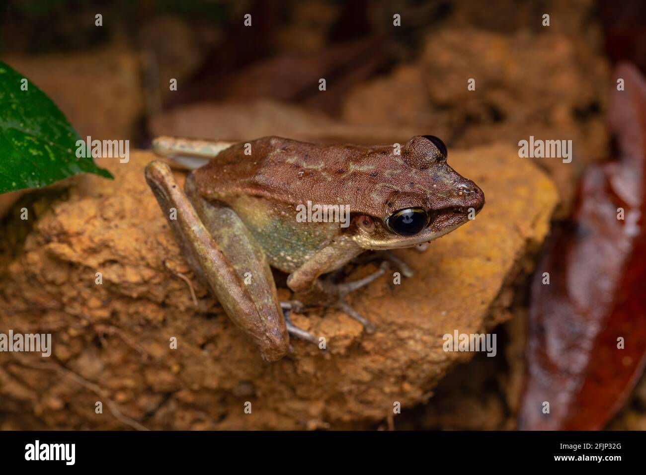 Torrent Frog High Resolution Stock Photography and Images - Alamy