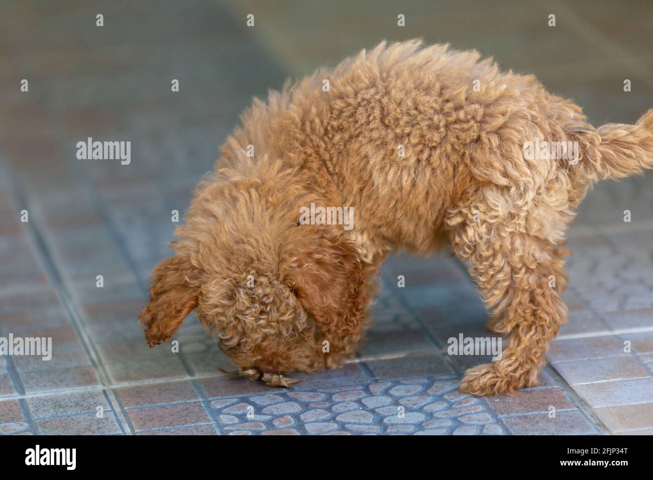 cute puppy sit on floor Stock Photo - Alamy