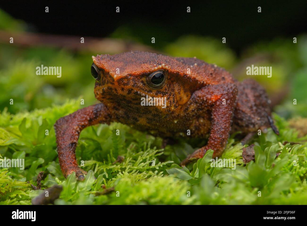Macro closeup image of Sticky Frog (Kalophrynus meizon) Sabah, Borneo ...