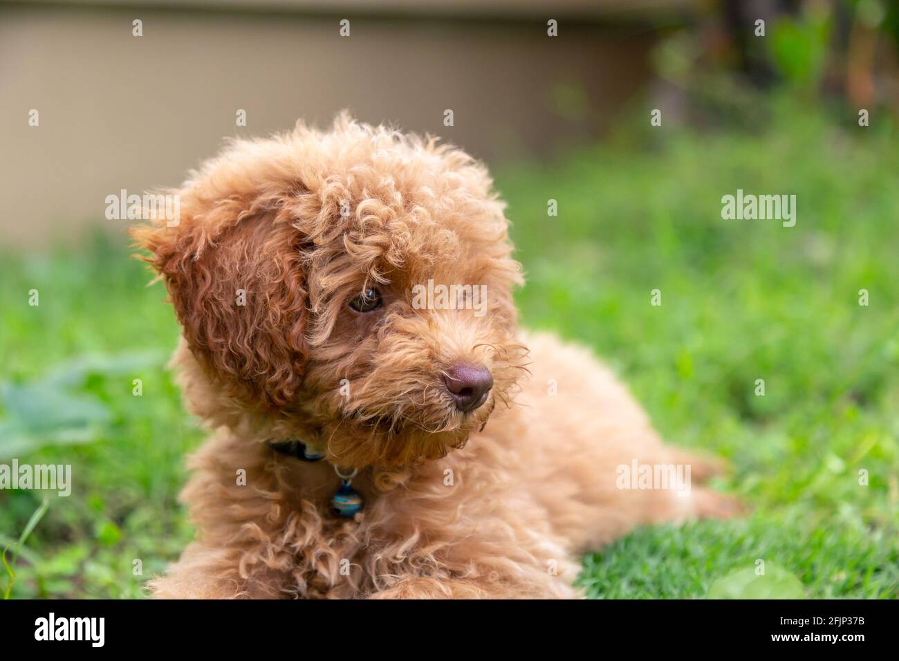 Toy poodle small poodle sit hi-res stock photography and images - Alamy