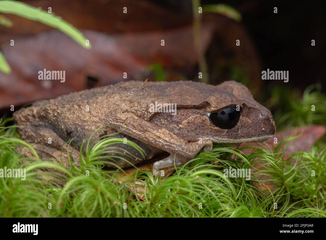 Nature view of litter frog of Borneo, Close-up of beautiful frog of ...