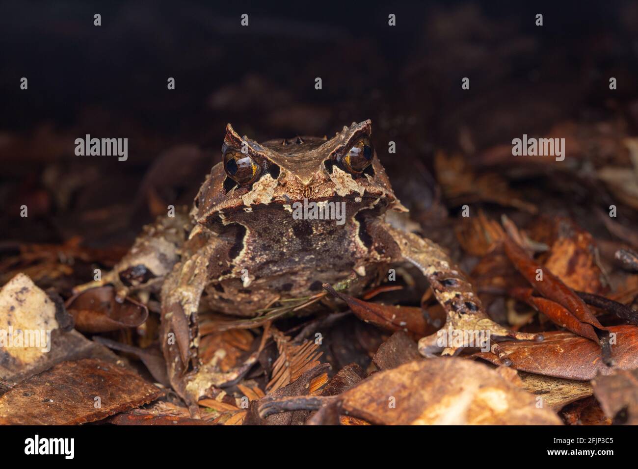 Macro image of a huge horned frog from Borneo - Megophrys kobayashii ...