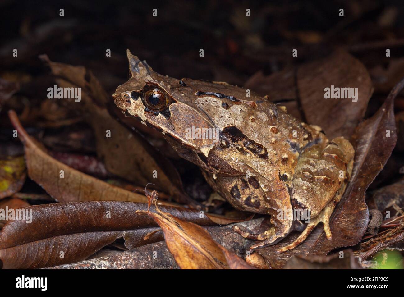 Macro image of a huge horned frog from Borneo - Megophrys kobayashii ...