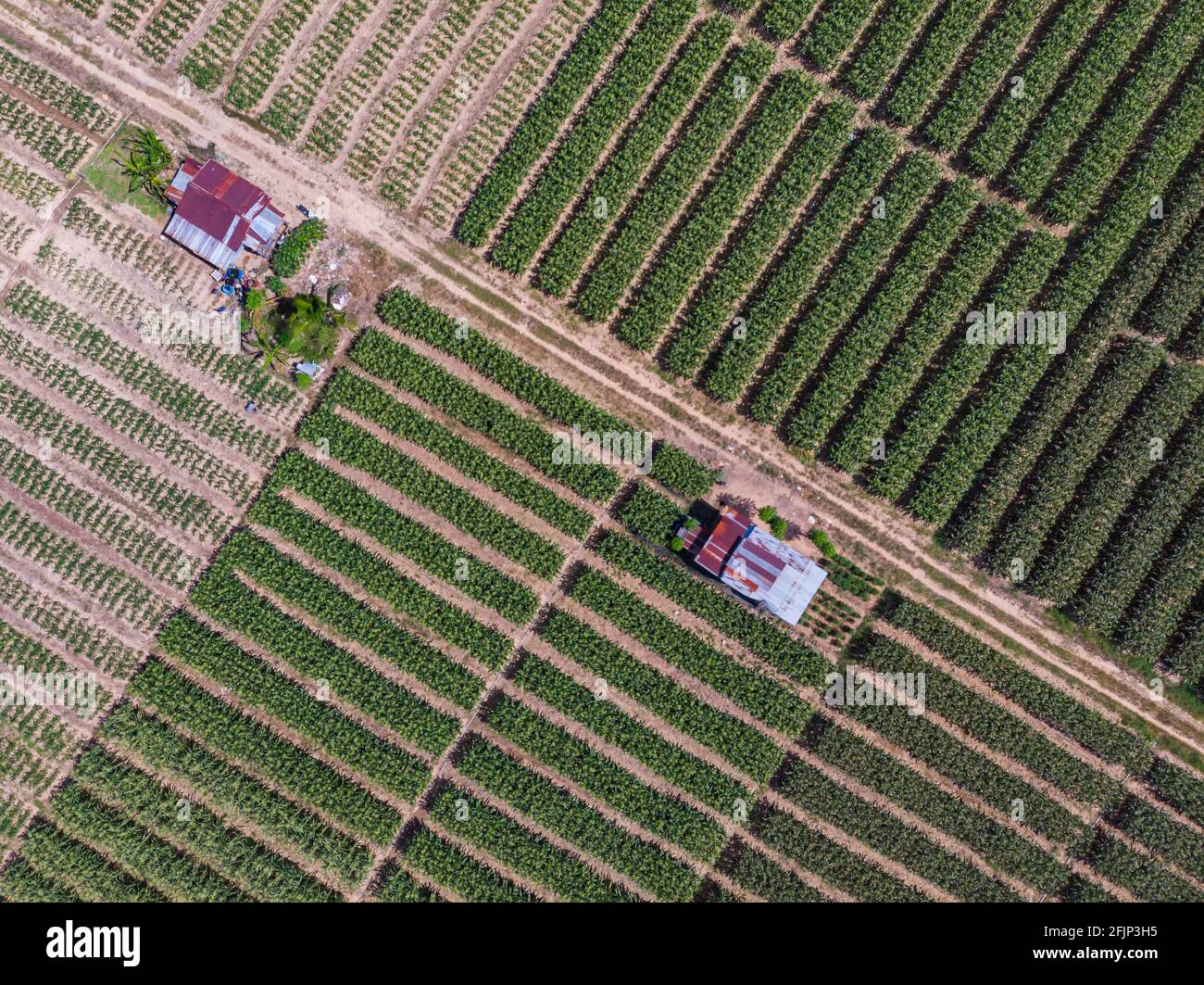 Aerial Drone image view of corn field in Tuaran, Sabah, Borneo Stock ...