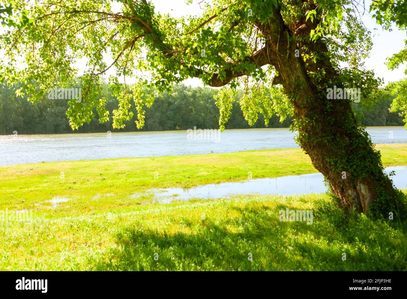 Tree shadow on the green shore . Tree growing on the riverside Stock ...