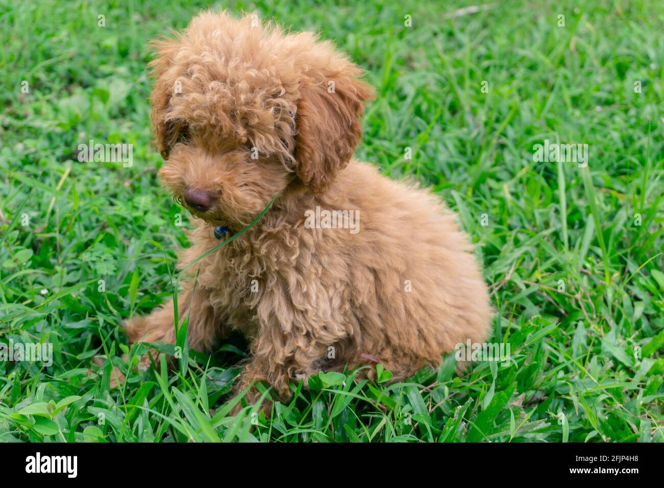 Cute puppy Toy Poodle sit at green garden Stock Photo - Alamy