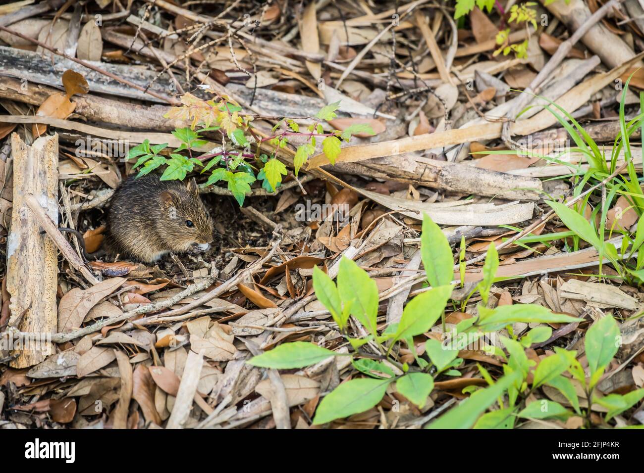 Common bank vole eating hi-res stock photography and images - Alamy