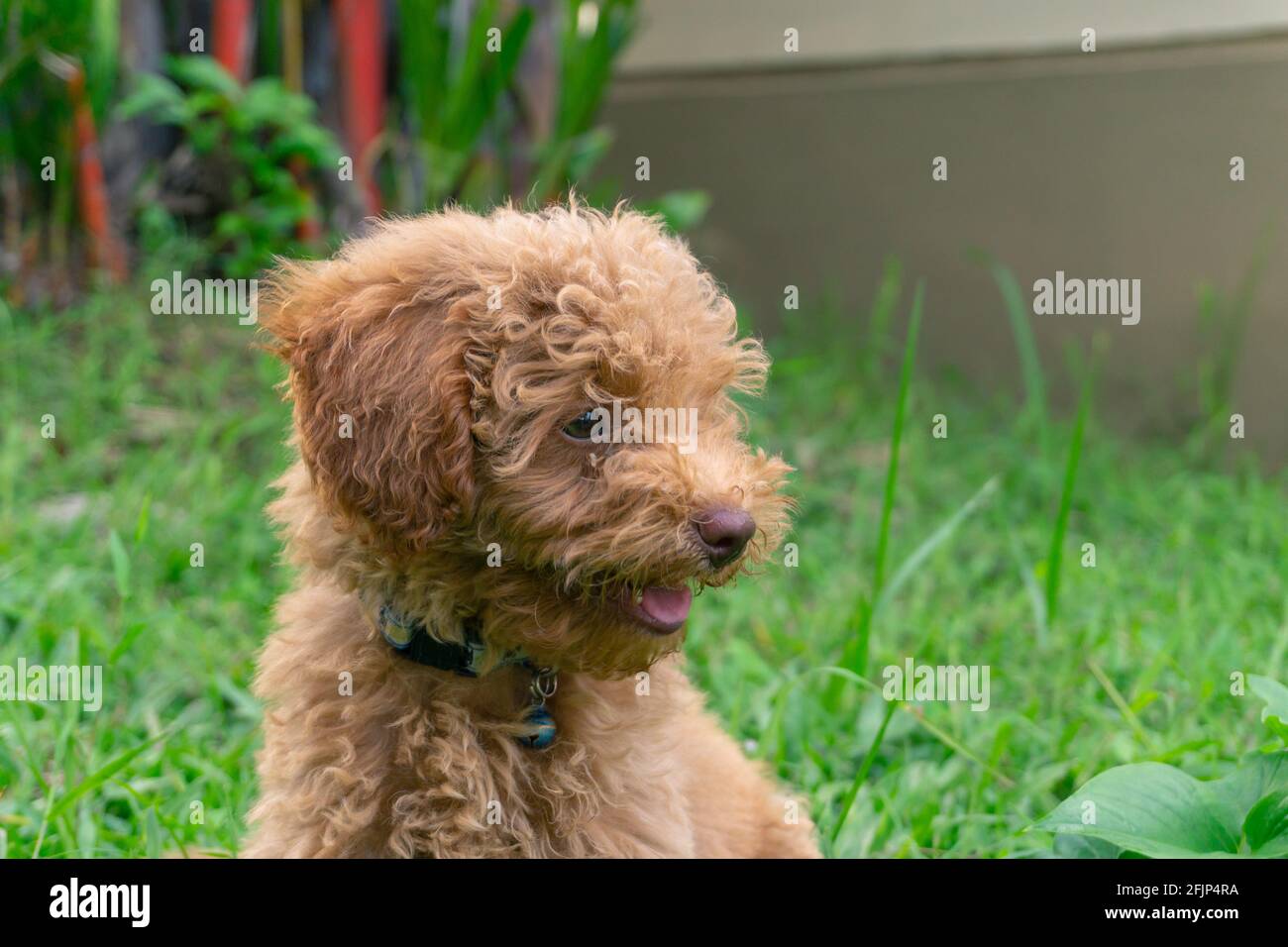 Cute puppy Toy Poodle sit at green garden Stock Photo - Alamy
