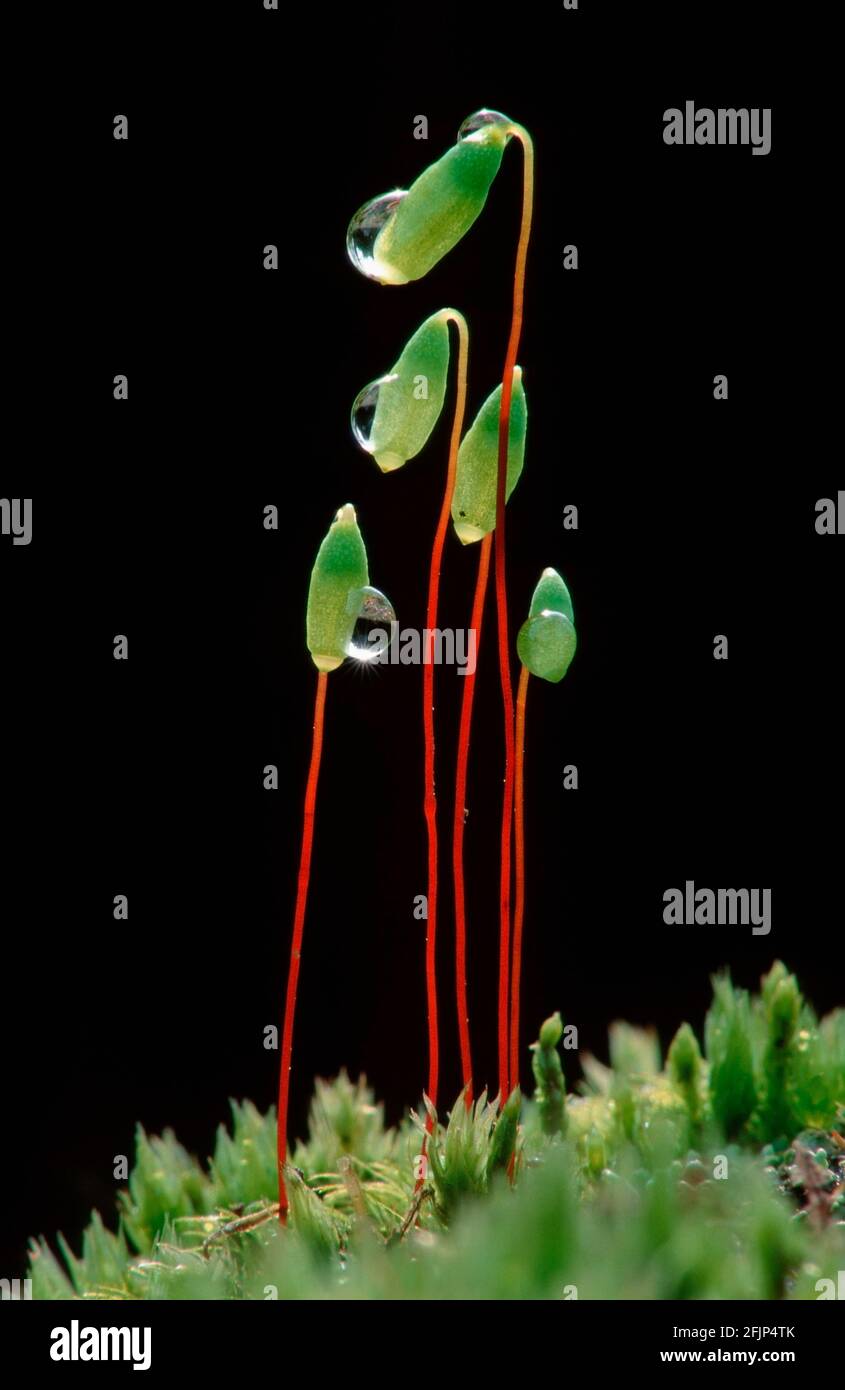 Hornwort moss hi-res stock photography and images - Alamy