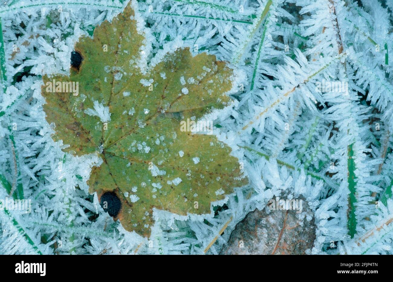Sycamore maple leaf (Acer pseudoplatanus) and hoarfrost Stock Photo - Alamy