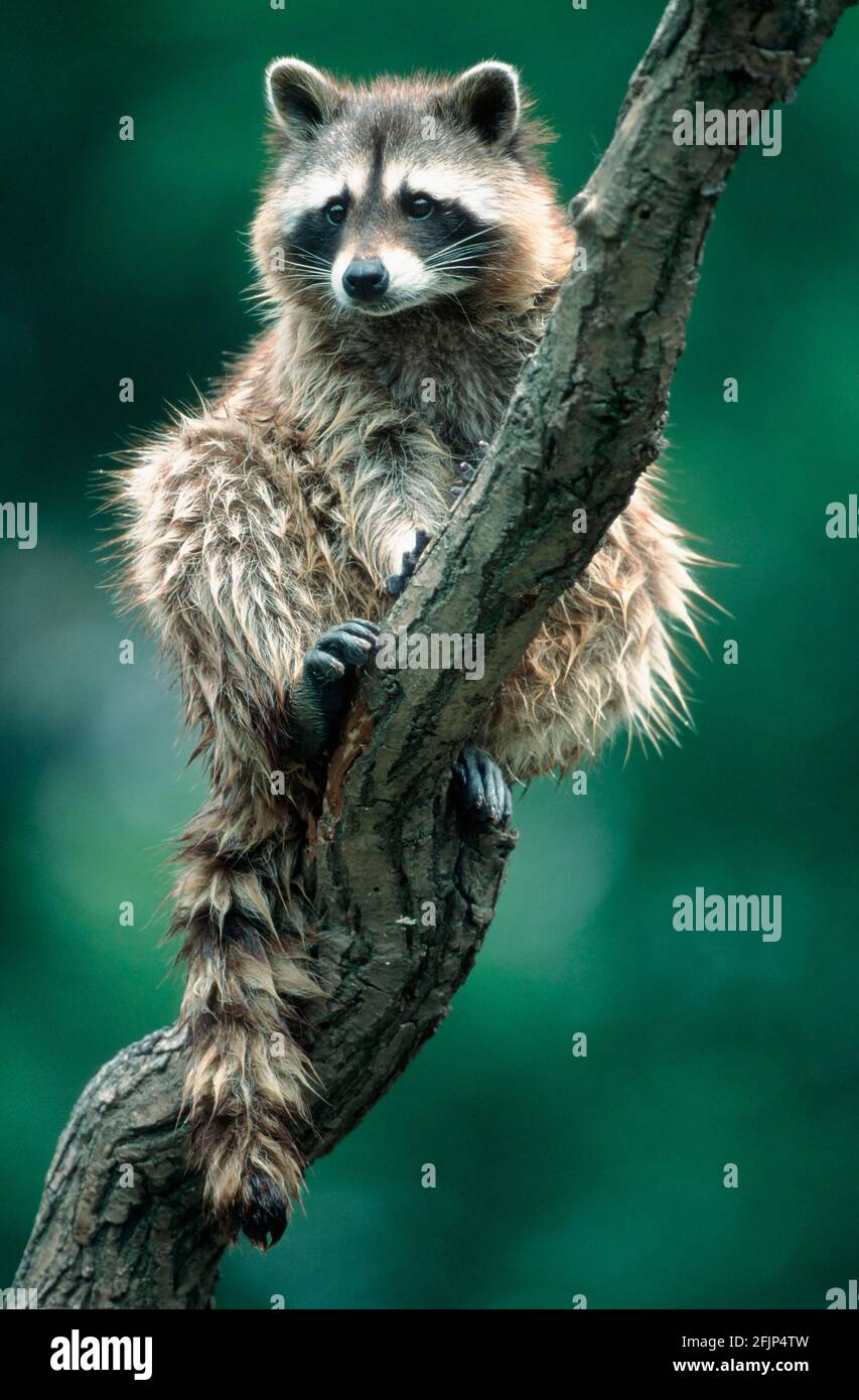 North american or northern raccoon hi-res stock photography and images ...