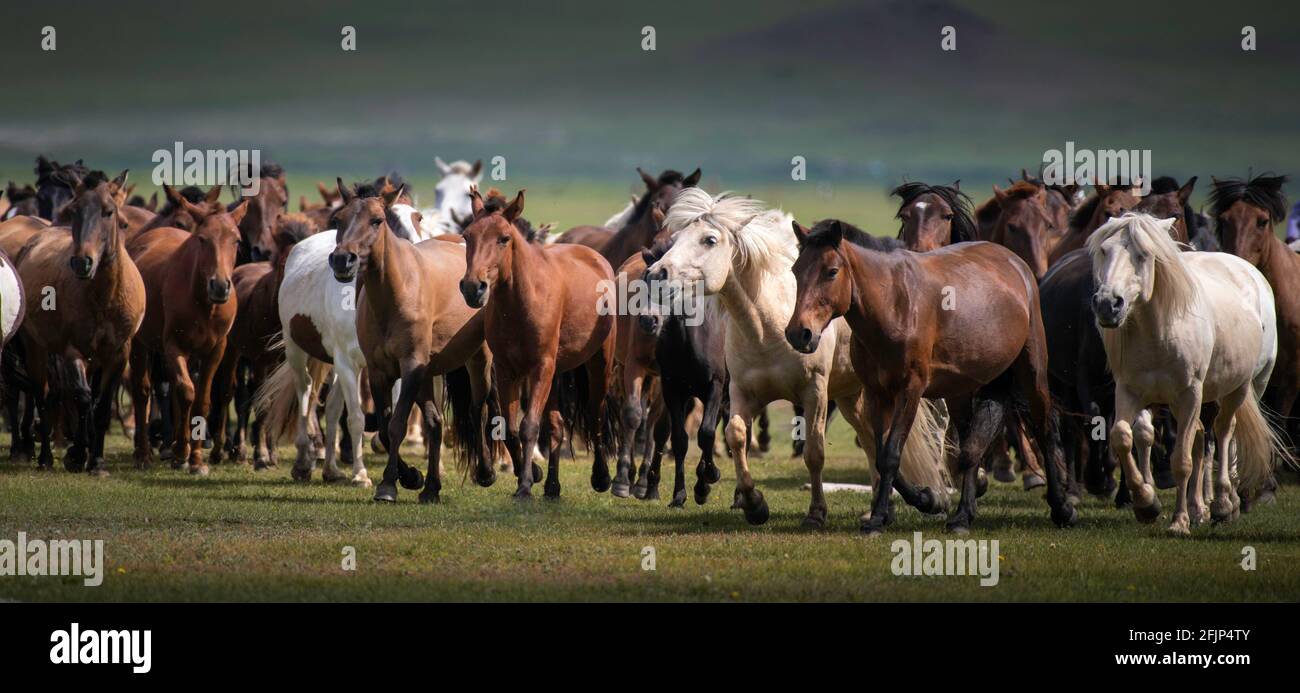 Arkhangai horses hi-res stock photography and images - Alamy