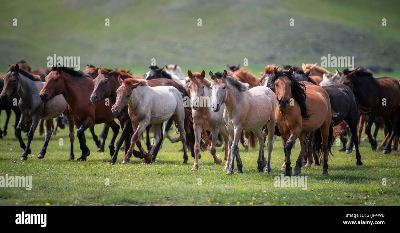 Arkhangai horses hi-res stock photography and images - Alamy