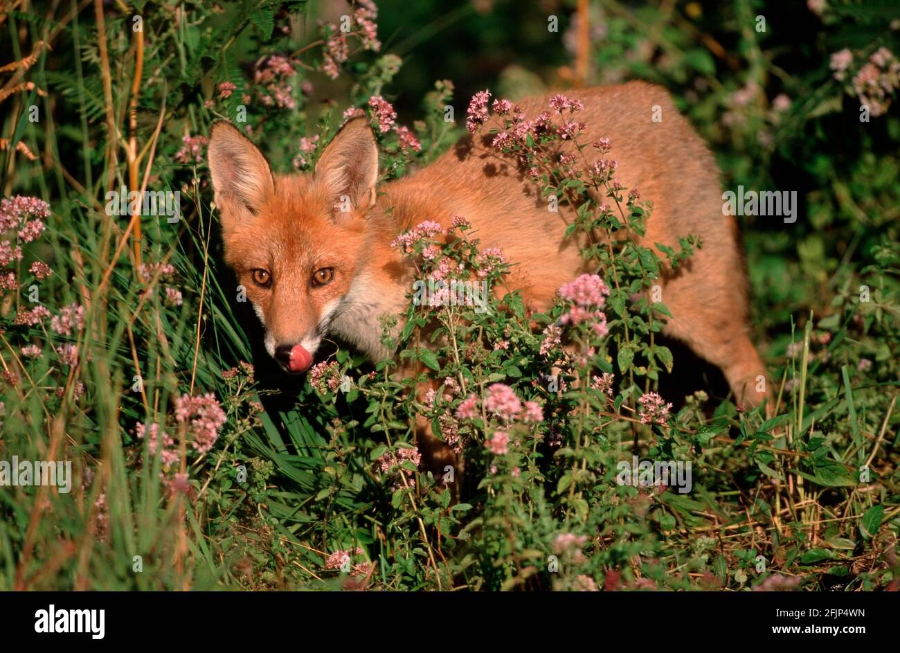Young red fox germany hi-res stock photography and images - Alamy