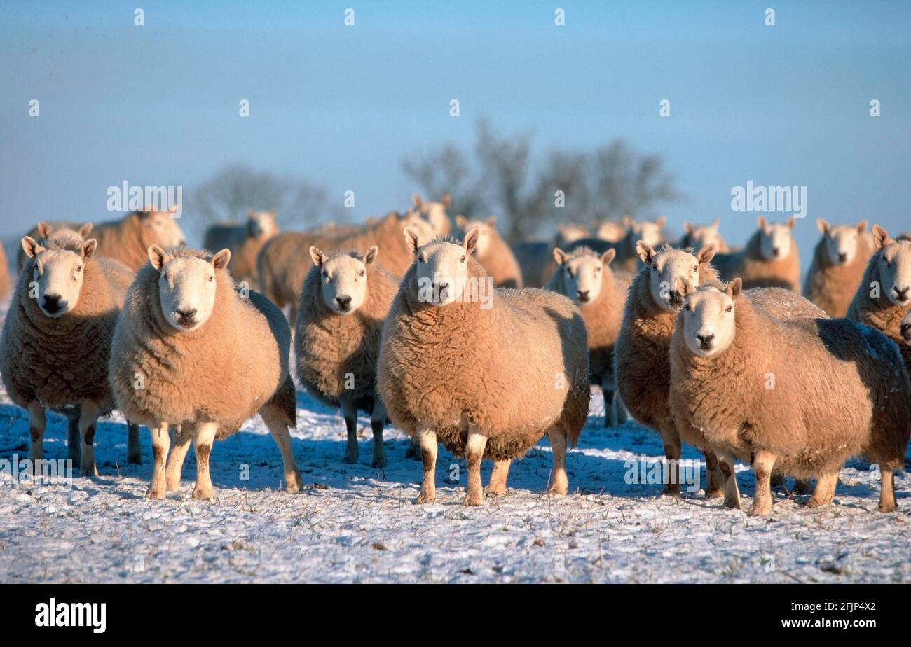 Lester Sheep in winter, England, United Kingdom Stock Photo - Alamy