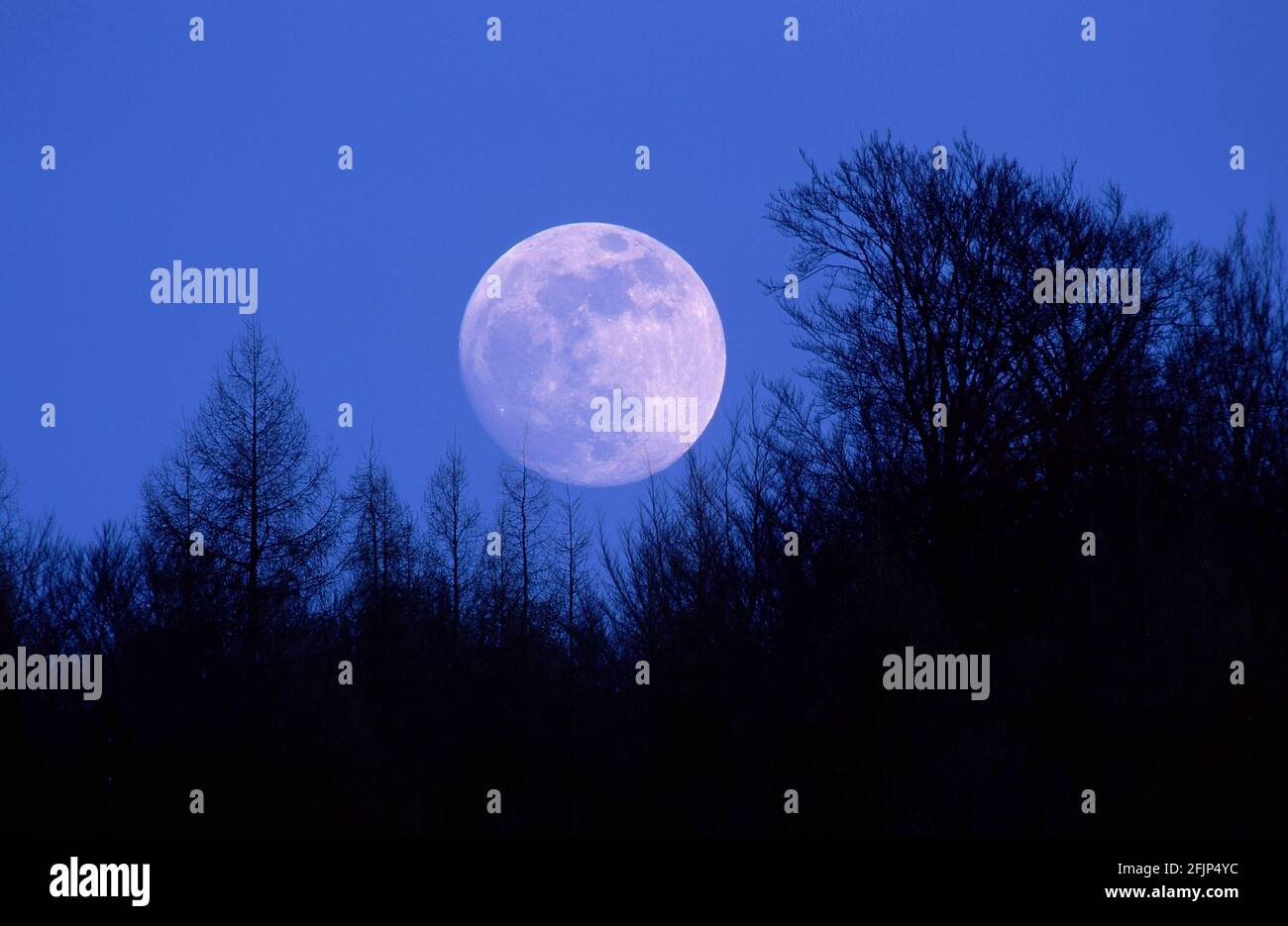 Moon over forest hi-res stock photography and images - Alamy