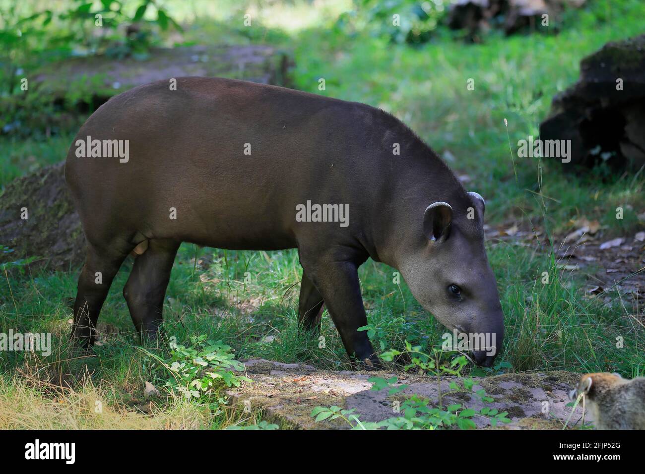 Lowland tapir (Tapirus terrestris), adult, foraging, captive Stock ...