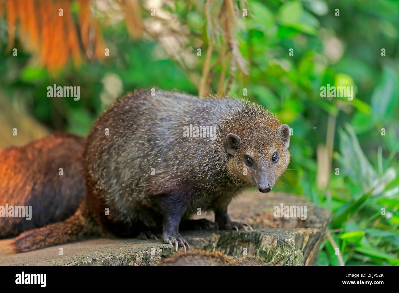 Common kusimanse (Crossarchus obscurus), adult, alert, captive Stock ...