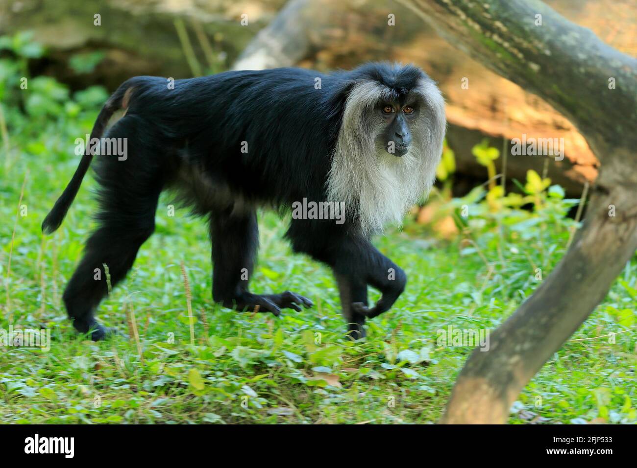 Lion-tailed macaque (Macaca silenus), Wanderu, adult, running, alert ...