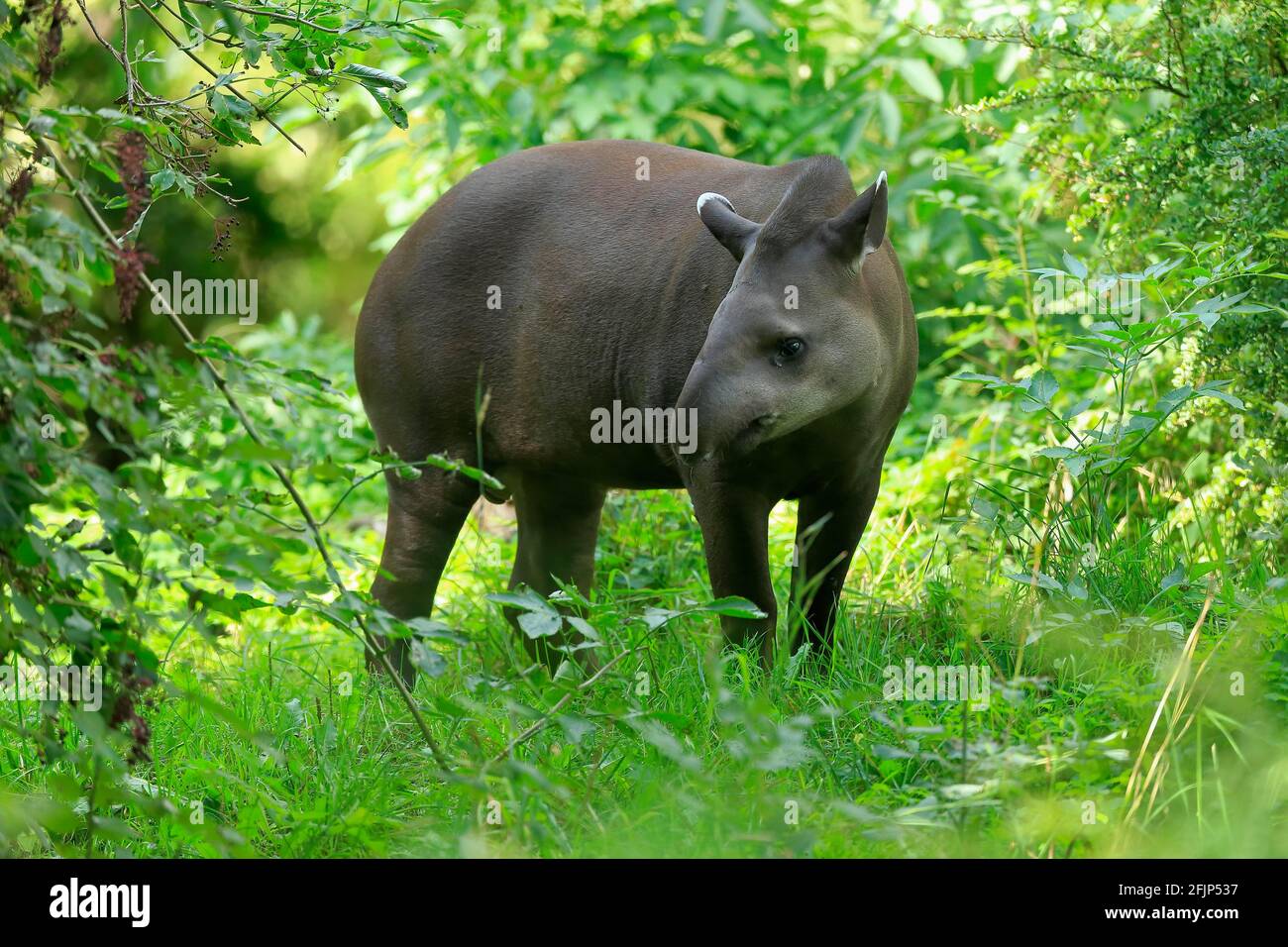 Lowland tapir (Tapirus terrestris), adult, foraging, captive Stock ...
