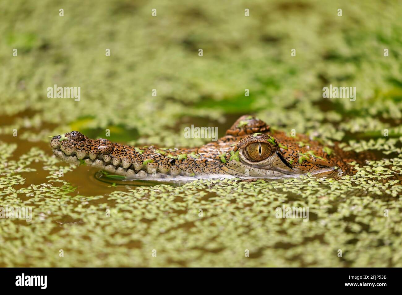 Juvenile crocodile hi-res stock photography and images - Alamy