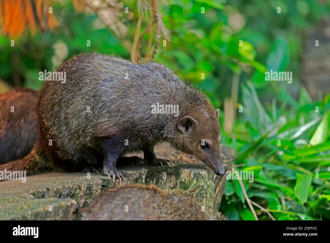 Common kusimanse (Crossarchus obscurus), adult, alert, captive Stock ...