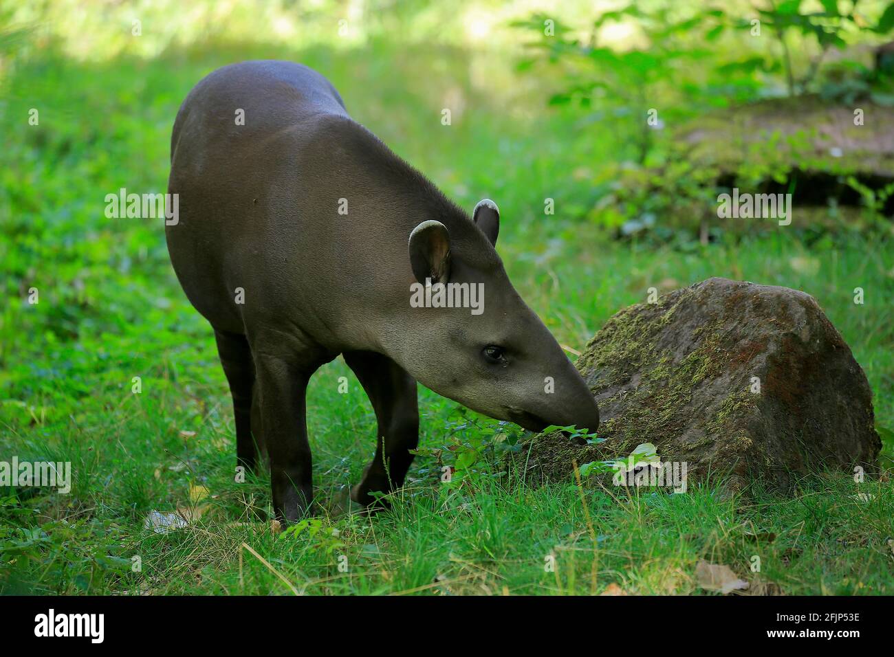 Lowland tapir (Tapirus terrestris), adult, foraging, captive Stock ...