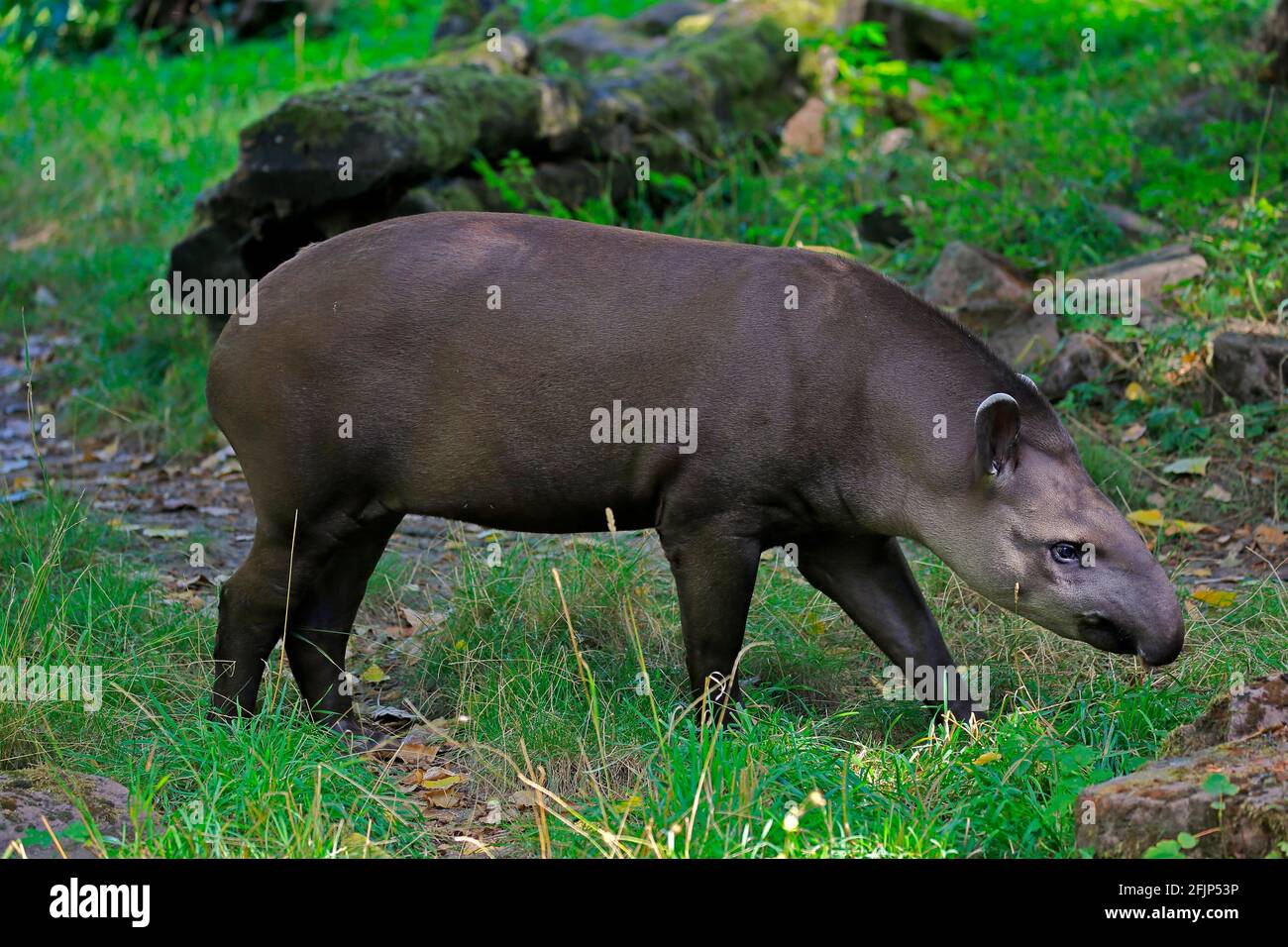 Lowland tapir (Tapirus terrestris), adult, foraging, captive Stock ...