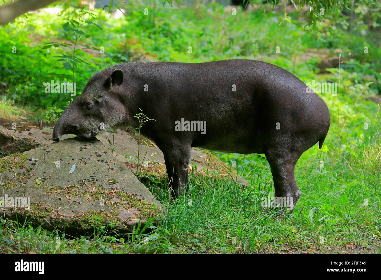Lowland tapir (Tapirus terrestris), adult, foraging, captive Stock ...