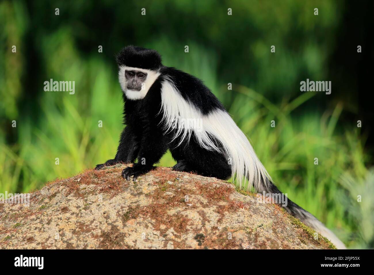 Mantled guereza (Colobus guereza), half-grown juvenile, subadult, alert ...