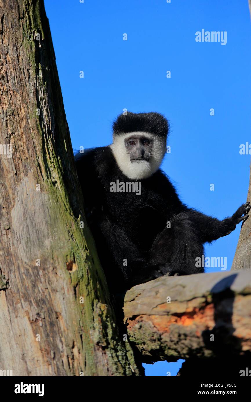 Mantled guereza (Colobus guereza), adult, alert, sitting, on tree ...