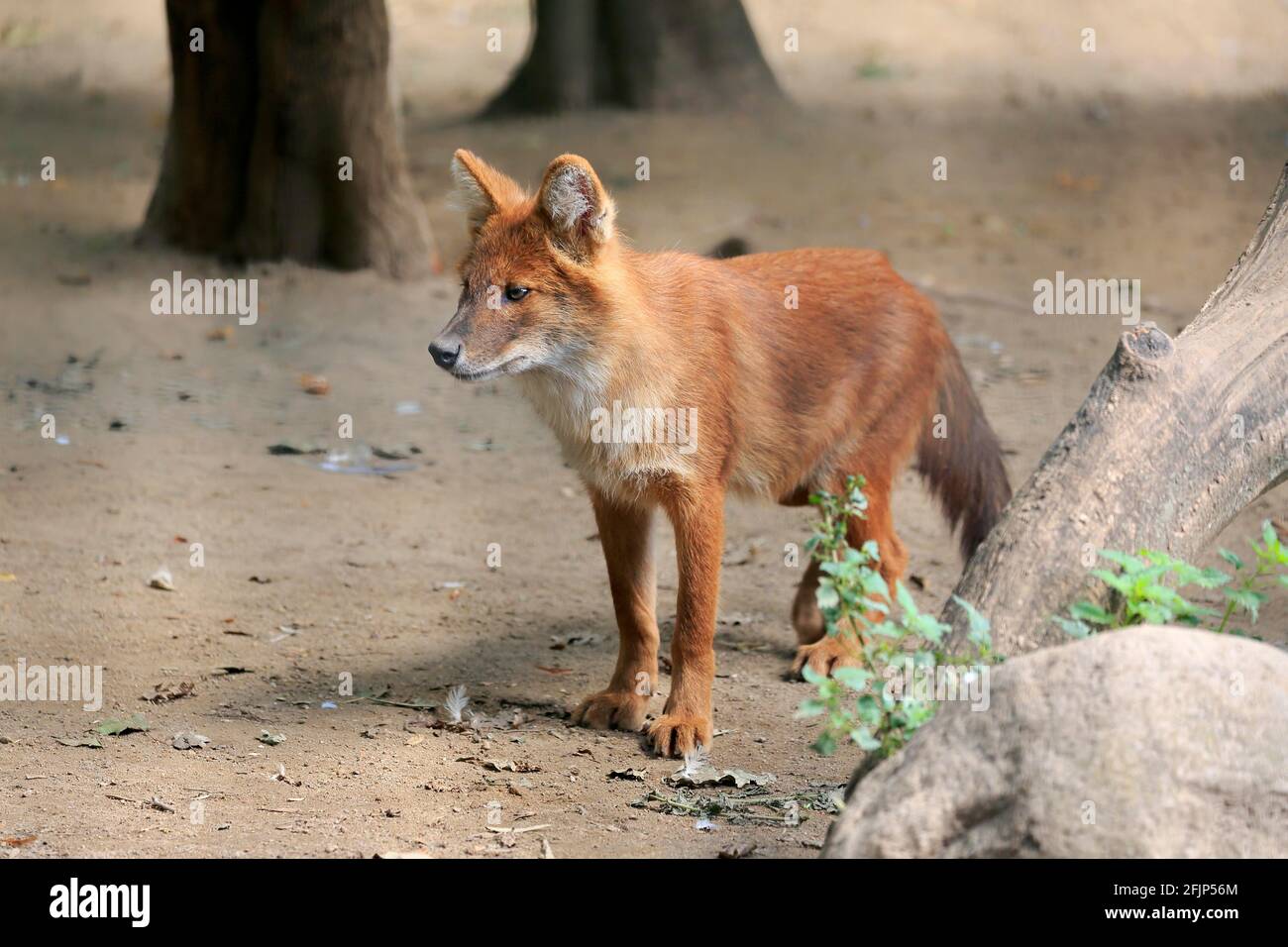 Adult dhole hi-res stock photography and images - Alamy