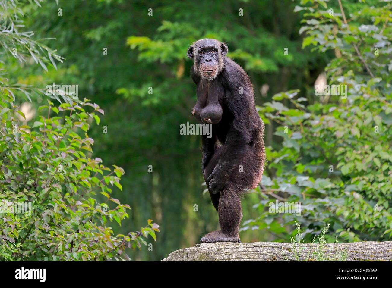 Chimpanzee (Pan troglodytes troglodytes), adult, female, standing ...