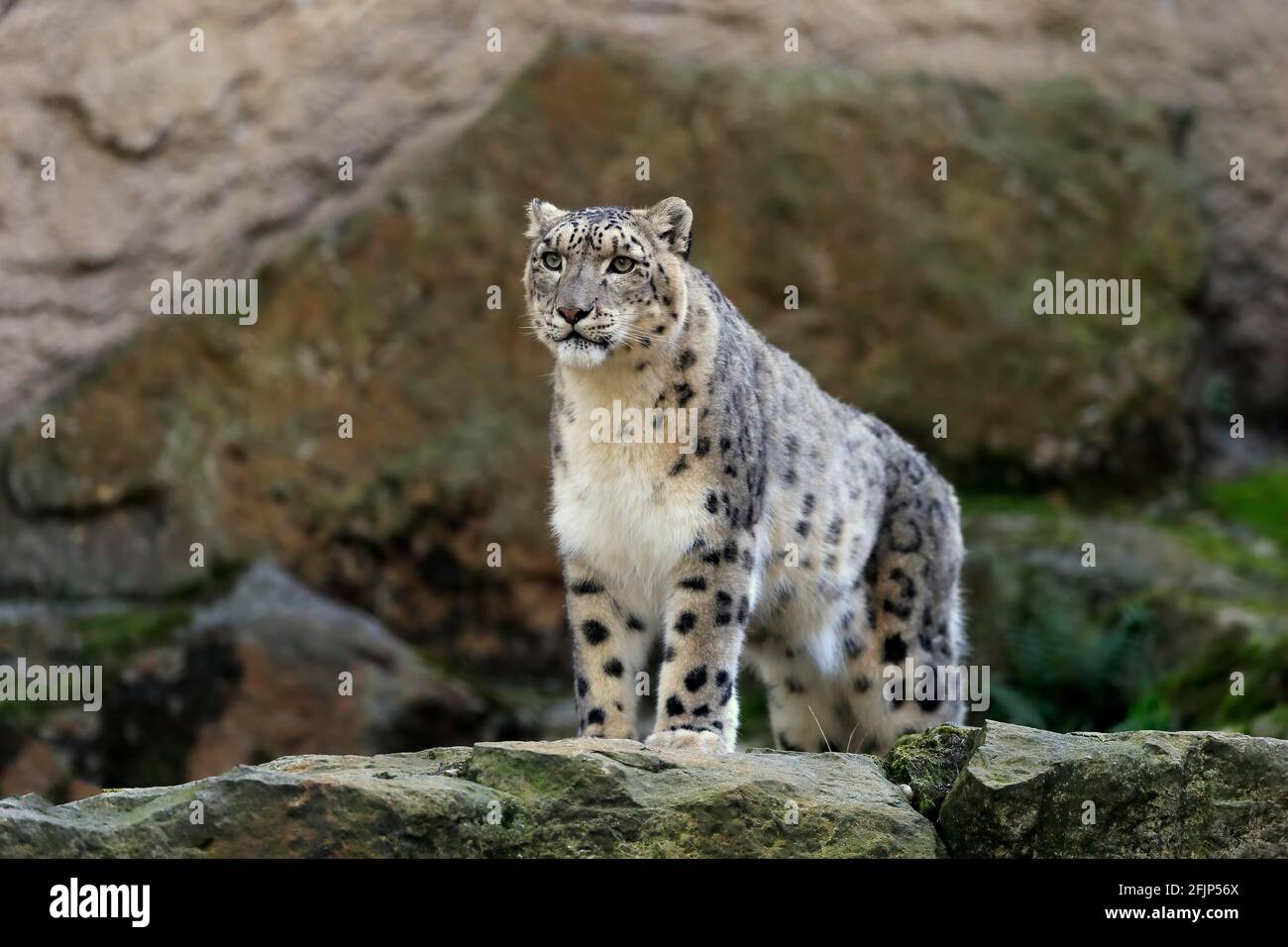 Snow leopard endangered hi-res stock photography and images - Alamy