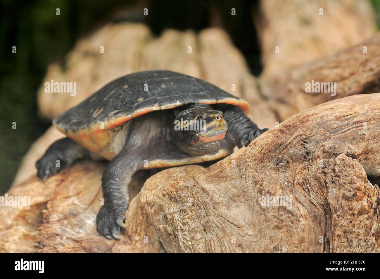 Indomalayan leaf turtle (Cyclemys dentata), adult, resting on rocks ...