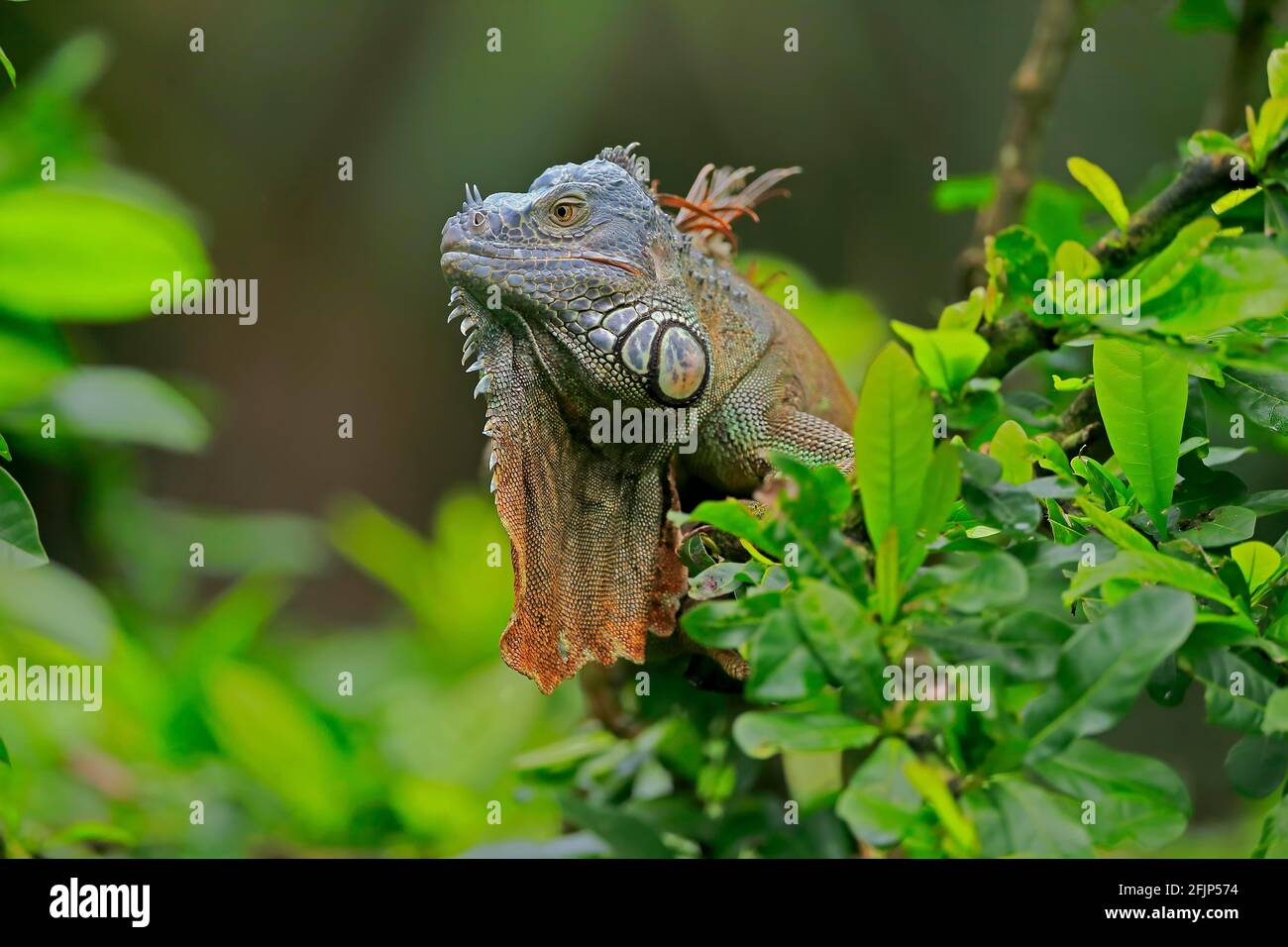 Green iguana (Iguana iguana), red form, on tree, captive, Central ...