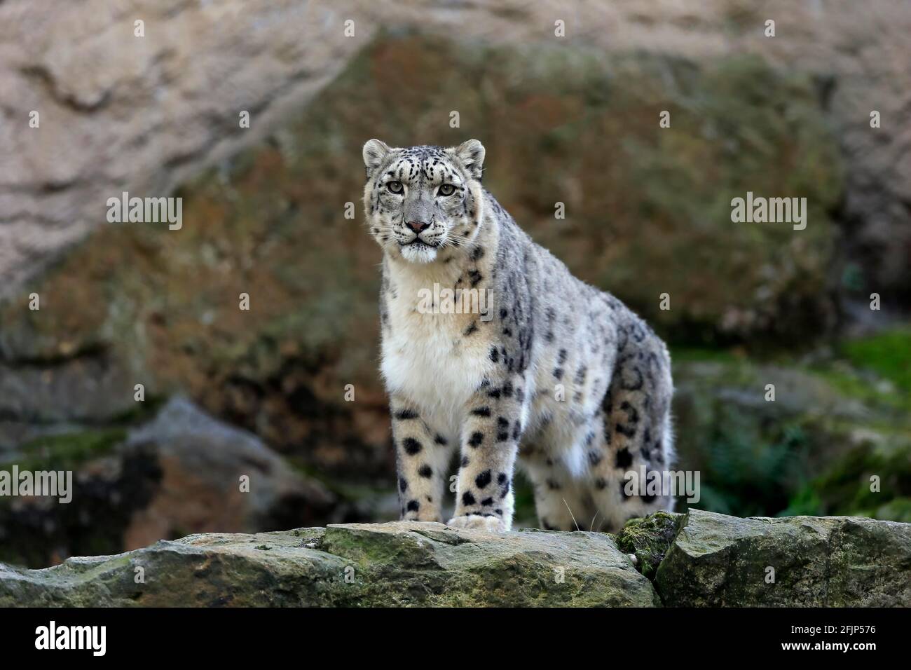 Endangered leopard hi-res stock photography and images - Alamy