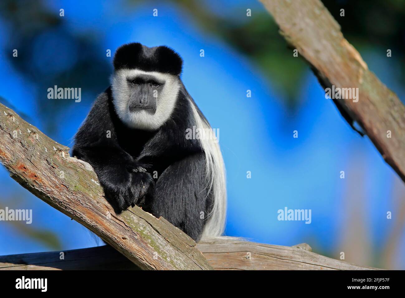 Mantled guereza (Colobus guereza), adult, alert, sitting, on tree ...