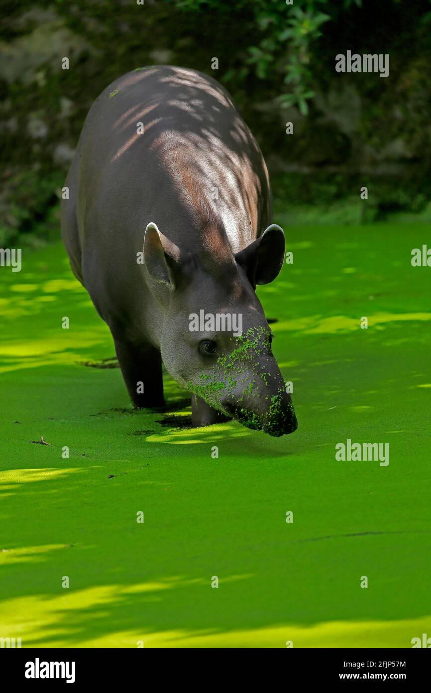 Lowland tapir (Tapirus terrestris), adult, foraging, in water, captive ...
