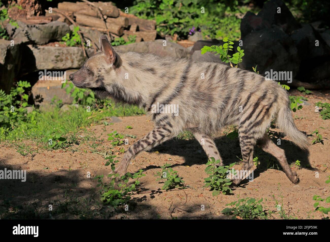 Striped hyena (Hyaena hyaena), adult, running, foraging, captive Stock ...